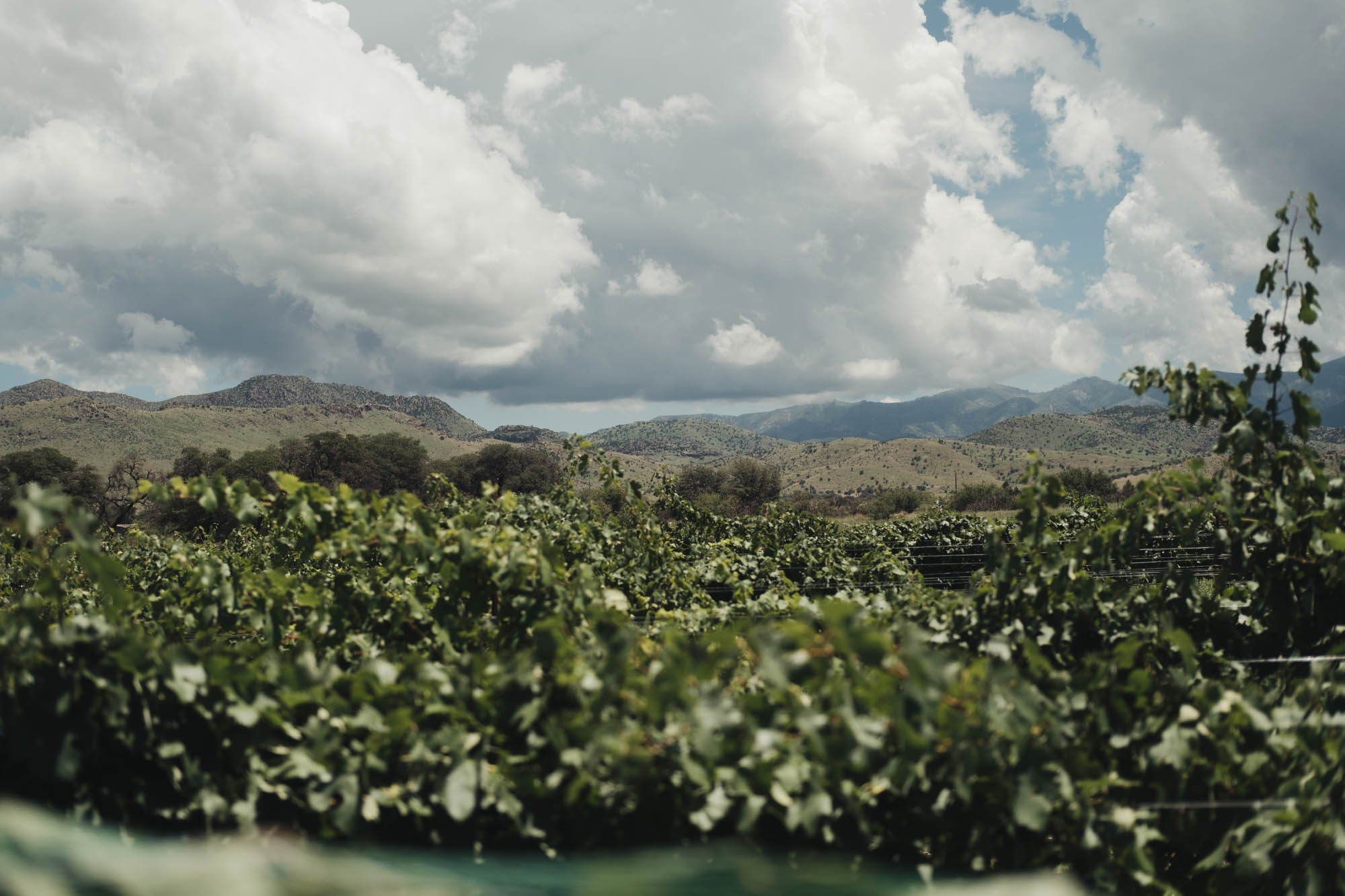 natural arizona wine | cactus cru | a taste of az